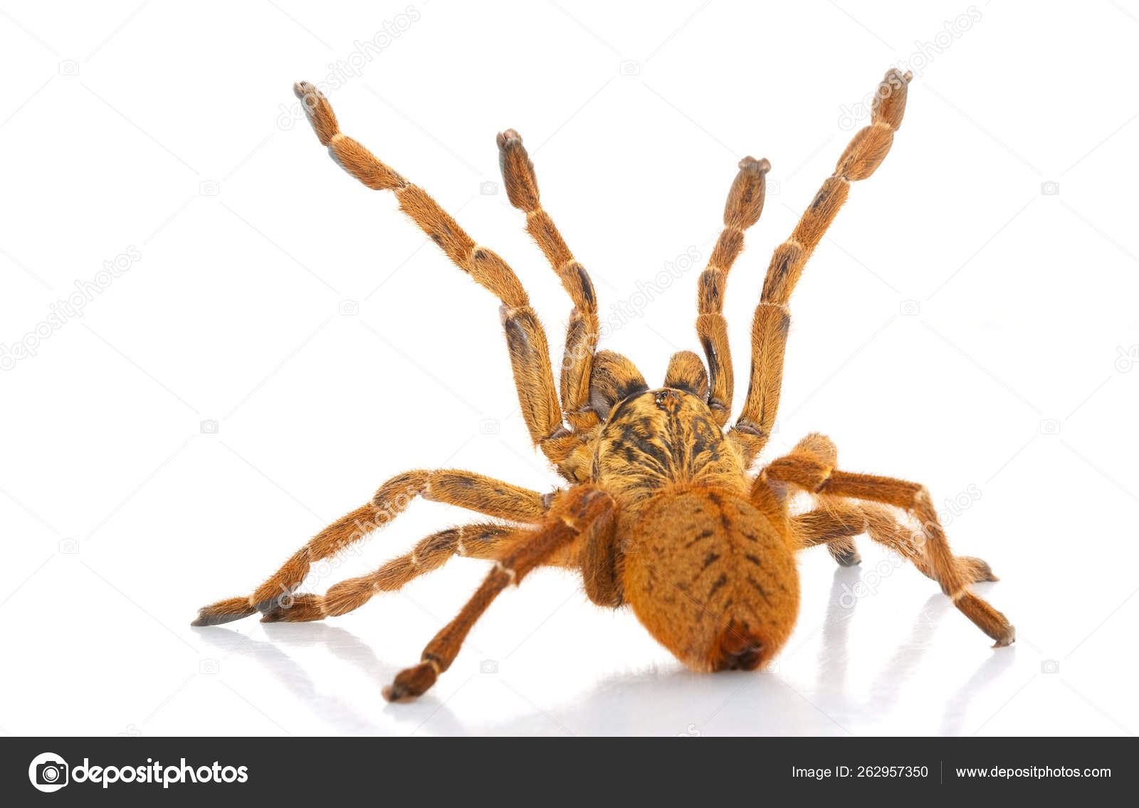 Orange Baboon Tarantula
