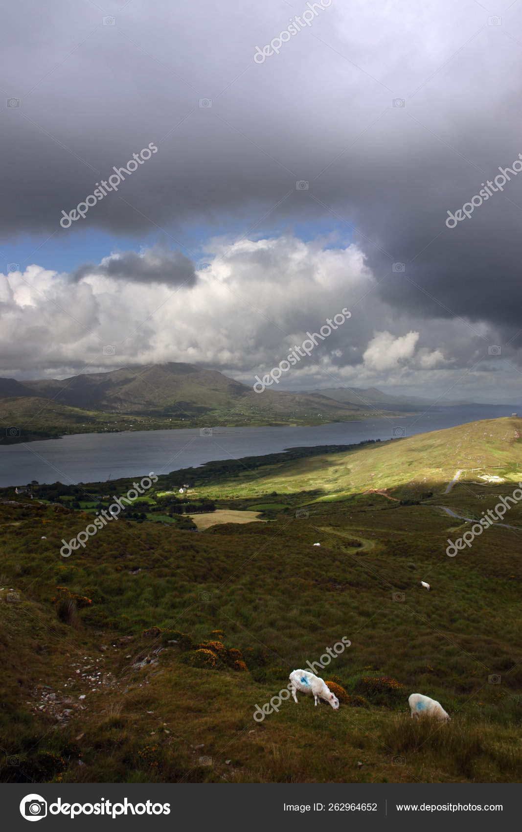 Mountain Sheep Grazing Hillside Bear Island County Cork Ireland — Stock ... Mountain Sheep Grazing Hillside Bear Island County Cork Ireland — Stock ...