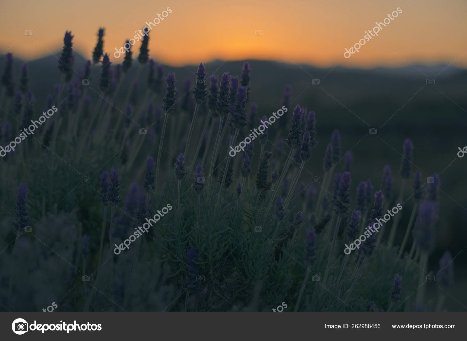 Deep Purple Lavender Plants Out Nature Stock Photo by ©YAYImages 262988456