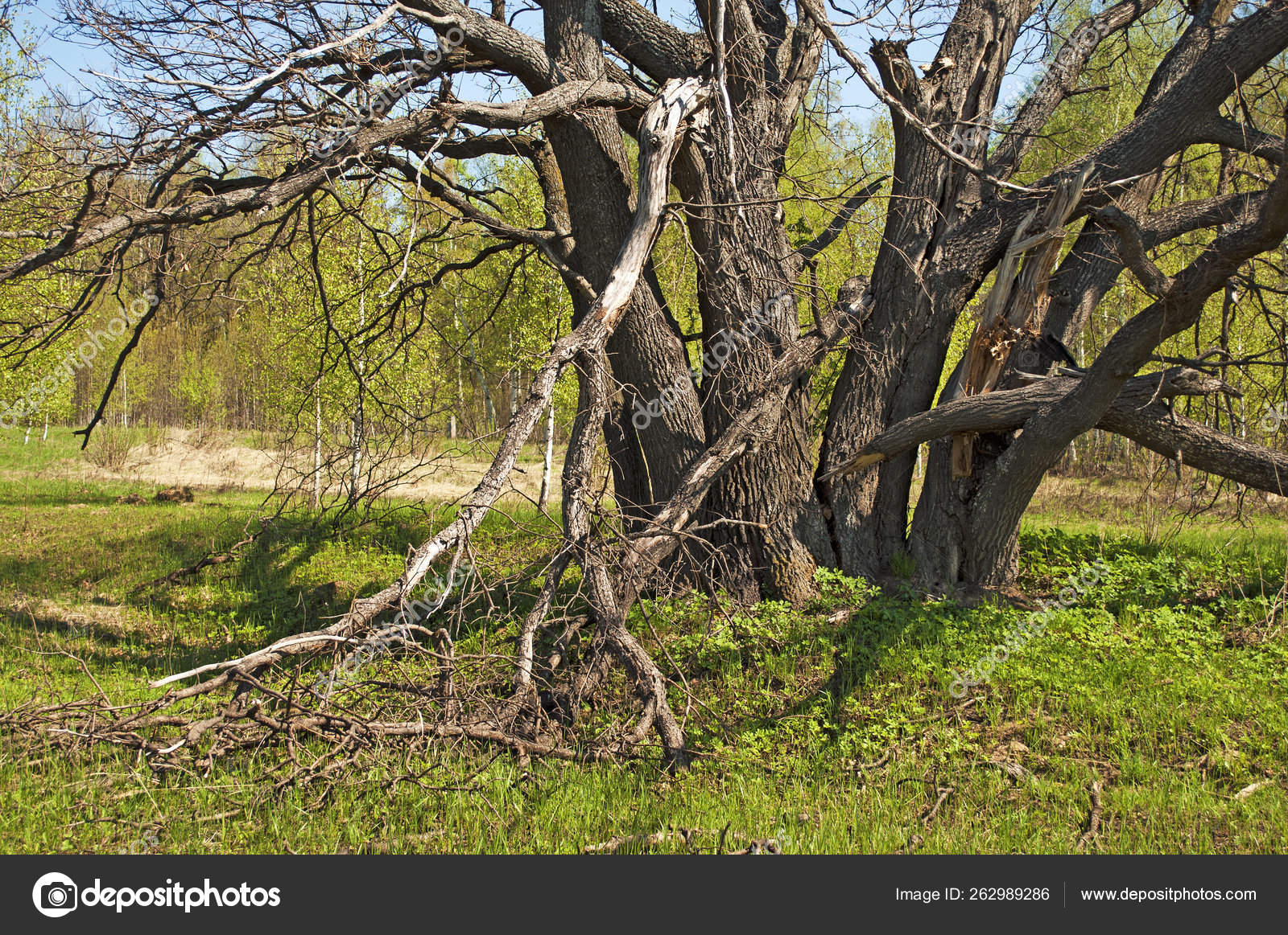 Old Oak Tree Forest Glade Sunny Spring Day Stock Photo by ©YAYImages ...