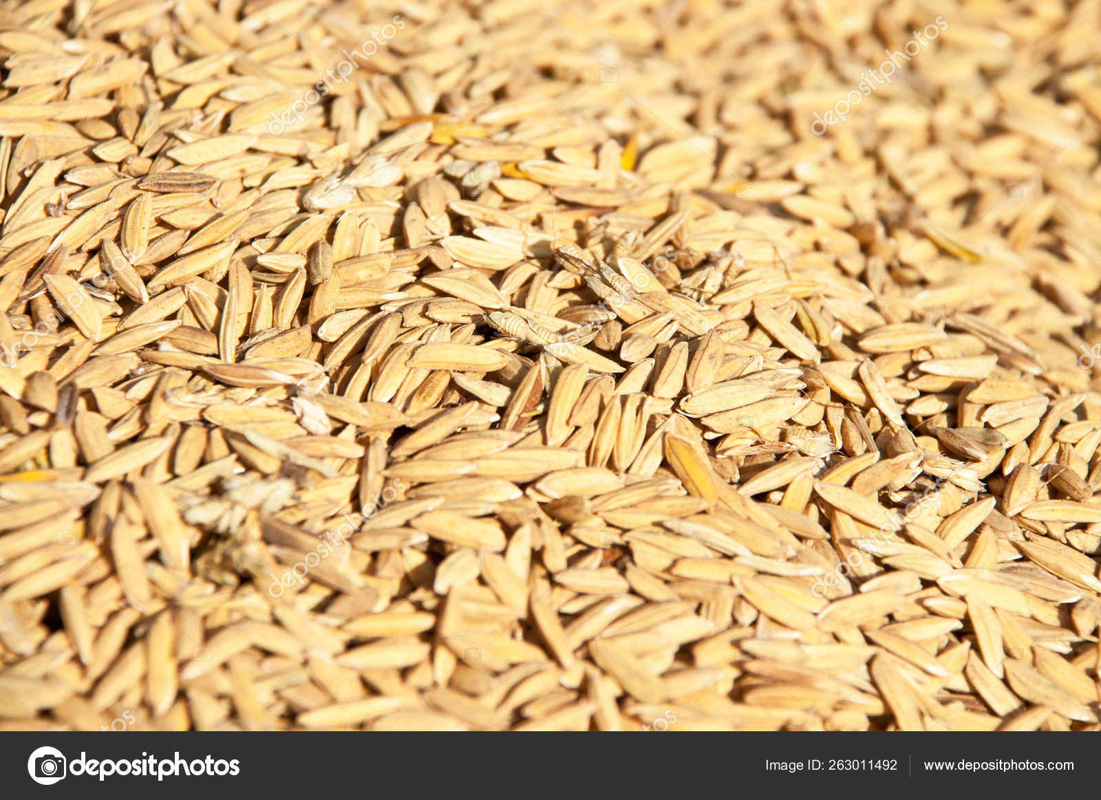 Texture Paddy Rice Background Texture Nature Stock Photo by ©YAYImages ...