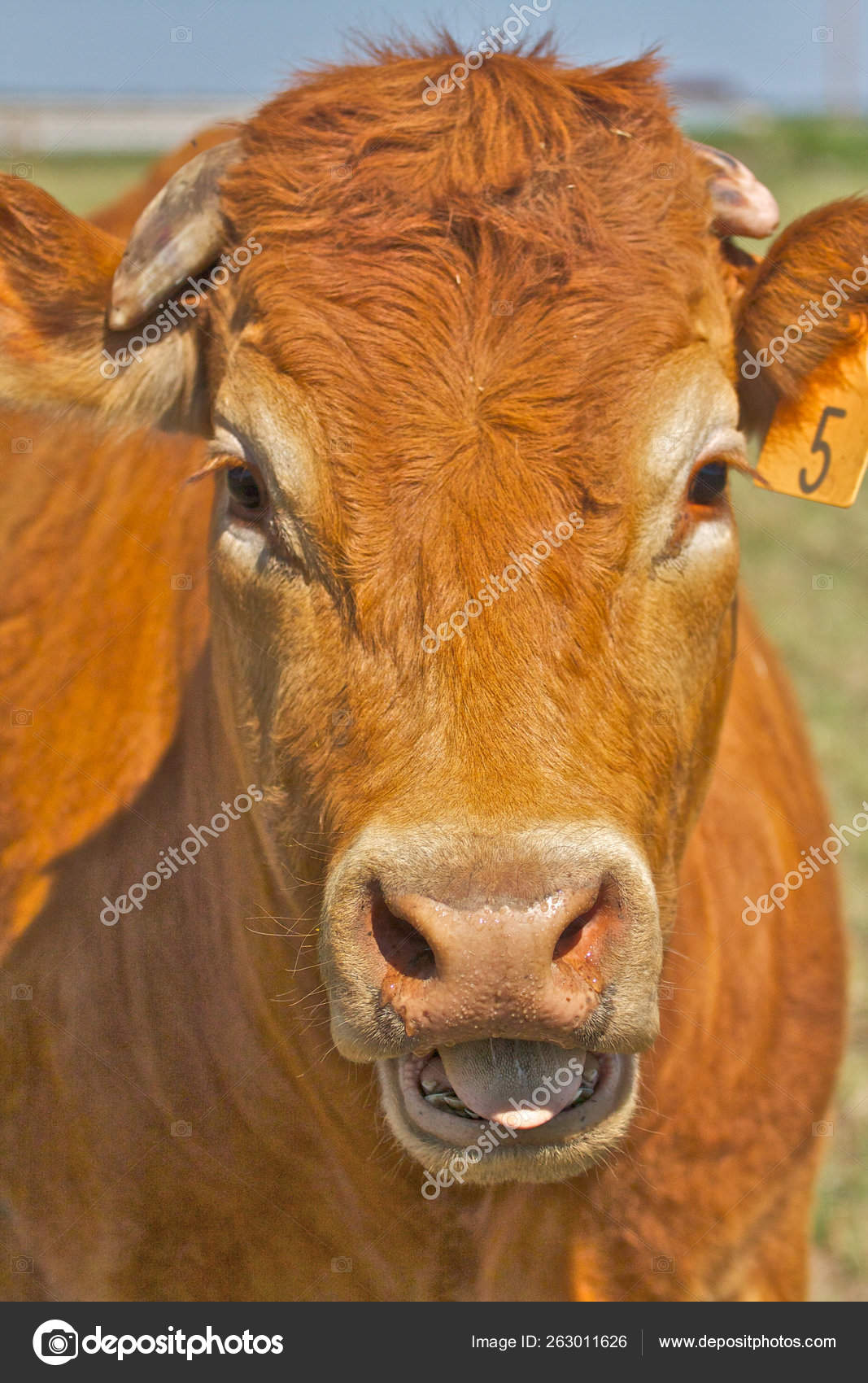 Red Cow Wit Open Mouth Appears Speaking — Stock Photo © YAYImages ...