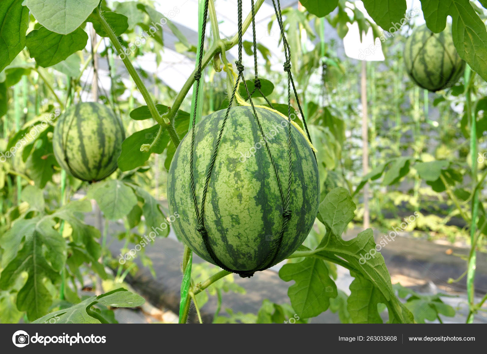 Watermelon Fruit Tree