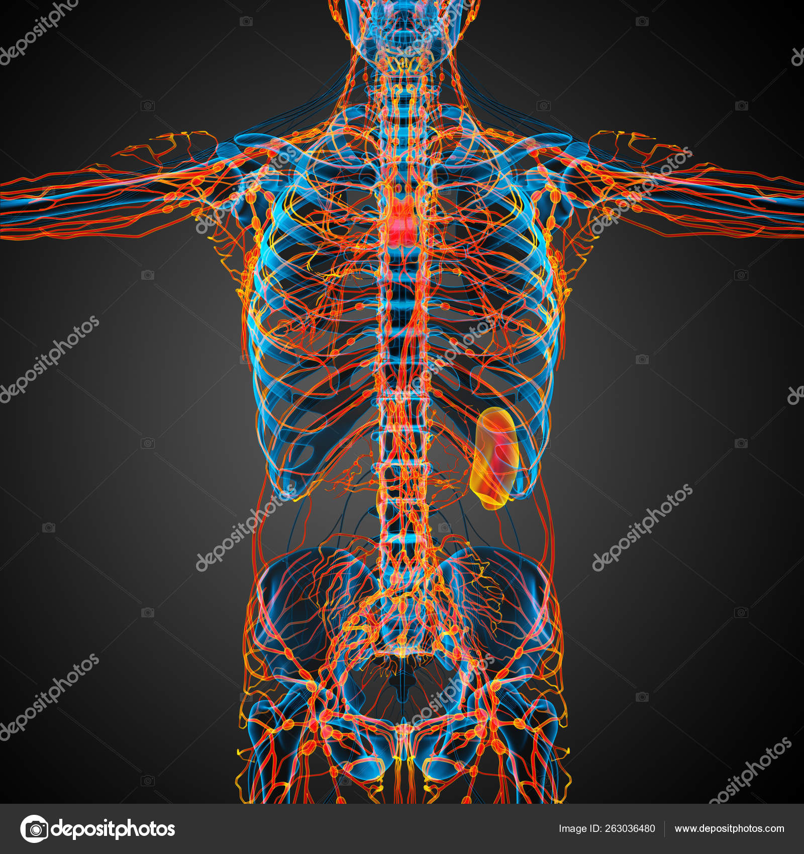 Rendir Ilustración Médica Del Sistema Linfático Vista Frontal — Foto de ...