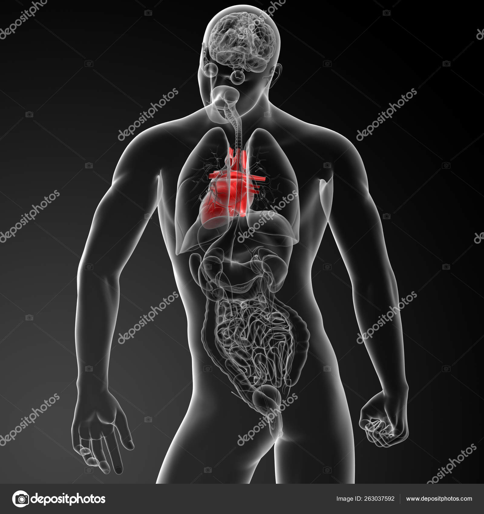 Render Human Heart Anatomy Back View — Stock Photo © YAYImages #263037592