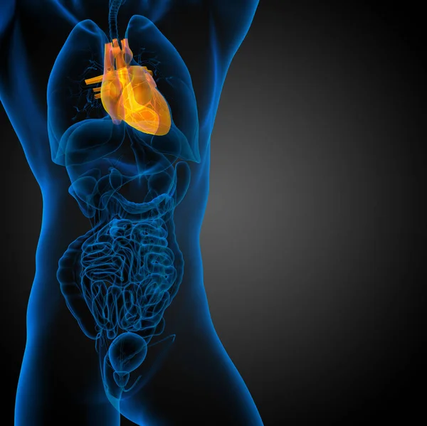 Rendered Medical Illustration Human Heart Front View Stock Photo by ...