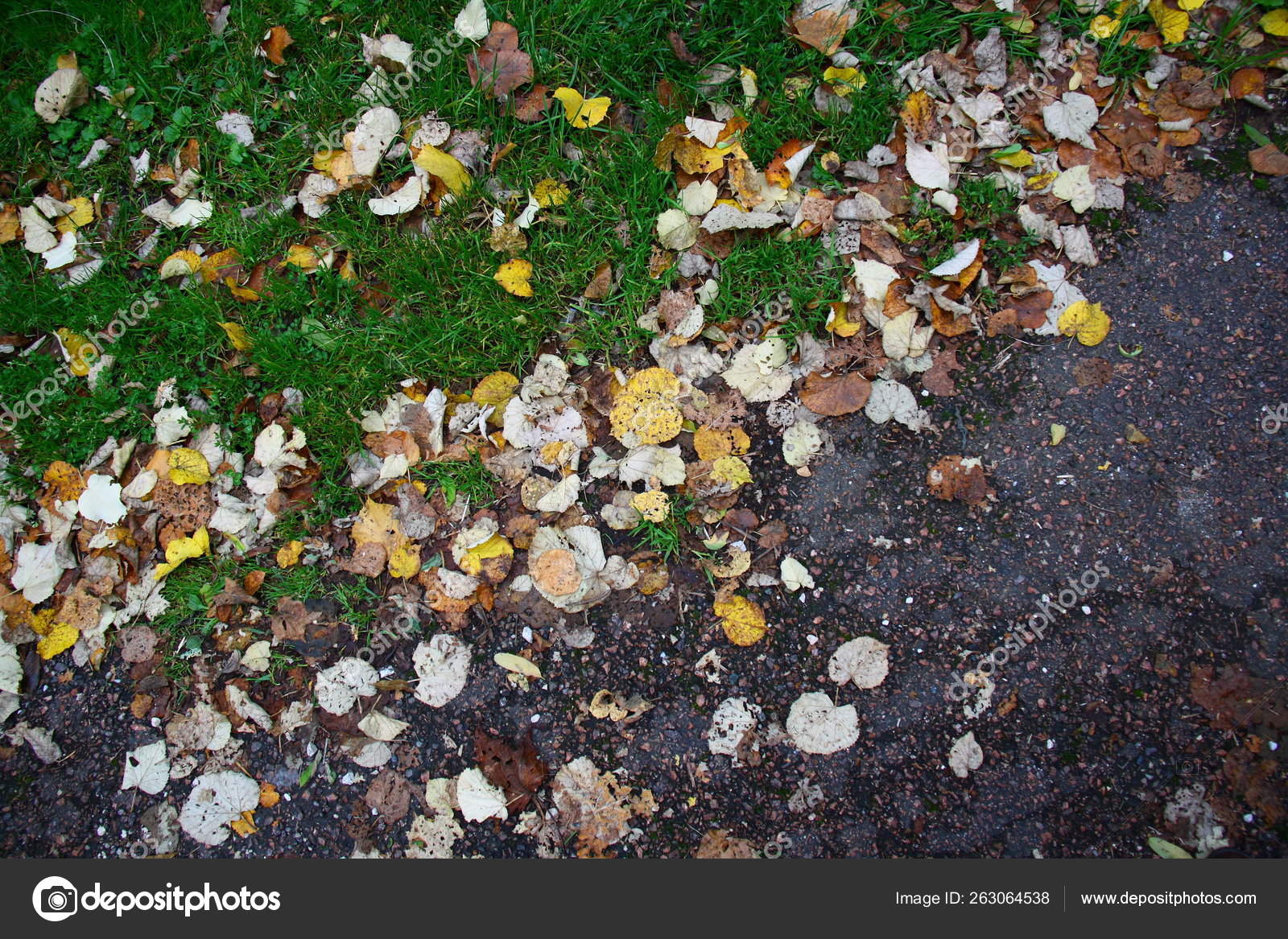 Fallen Leafs Road Autumn Rain — Stock Photo © YAYImages #263064538