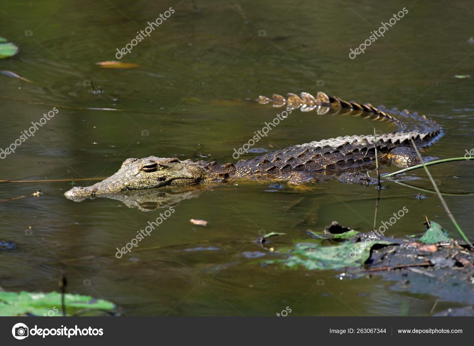 Juvenile Crocodile Floating Water Stock Photo by ©YAYImages 263067344