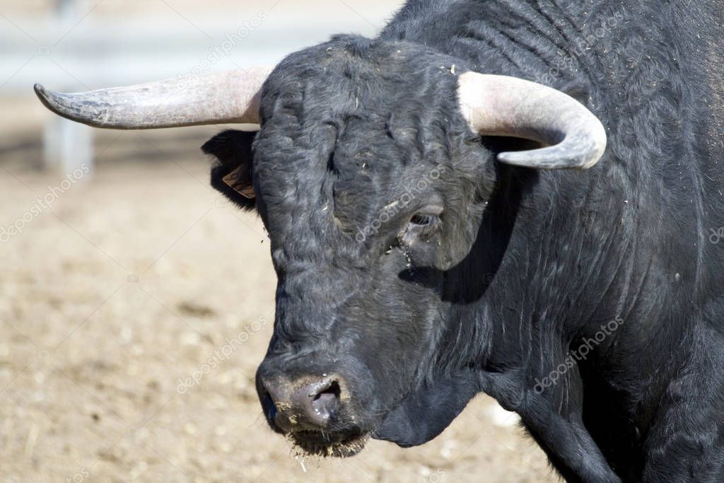 Imagen de un toro español valiente y hermoso 2022
