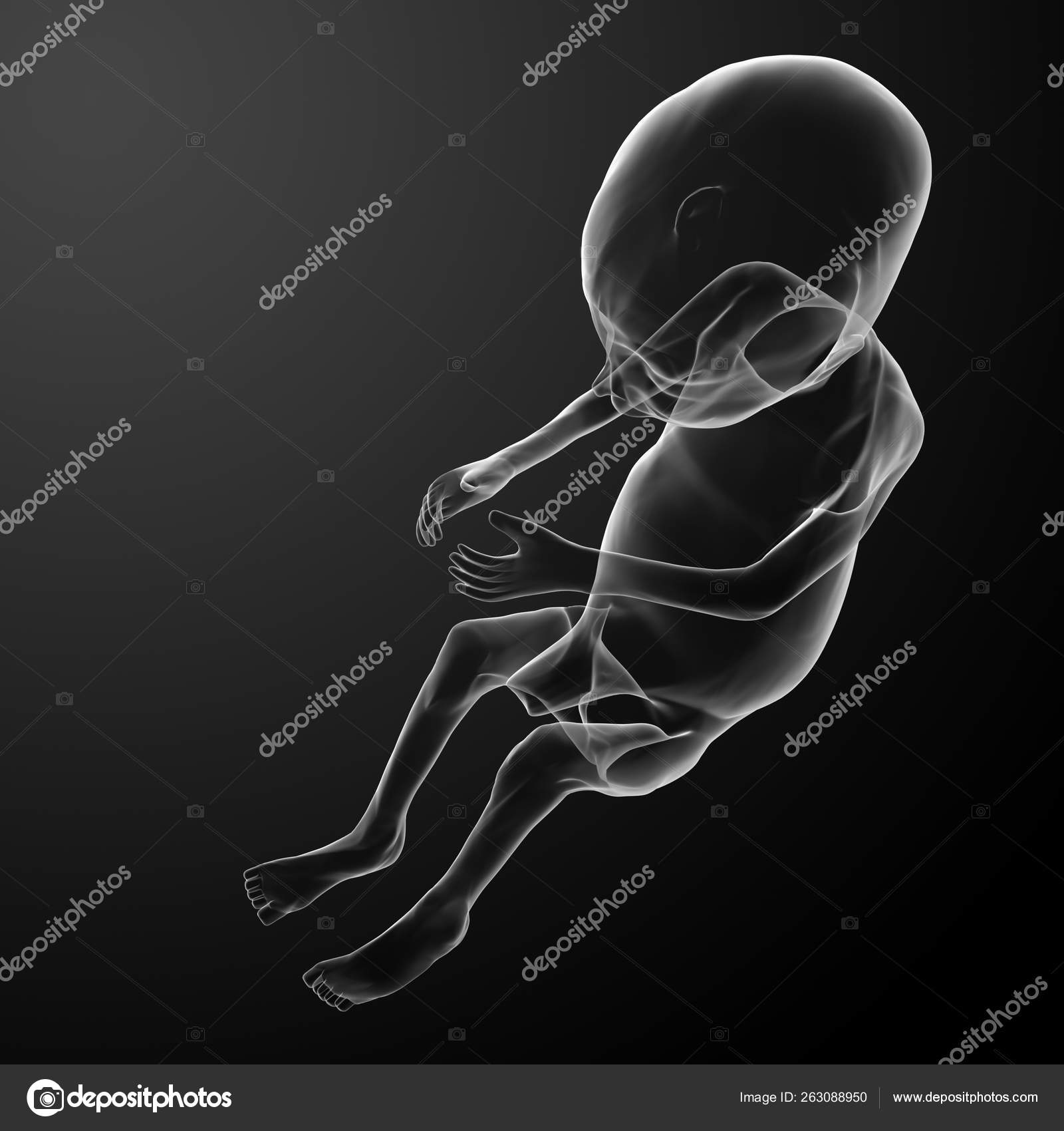 Rendered Illustration Human Fetus Bottom View Stock Photo by ©YAYImages ...