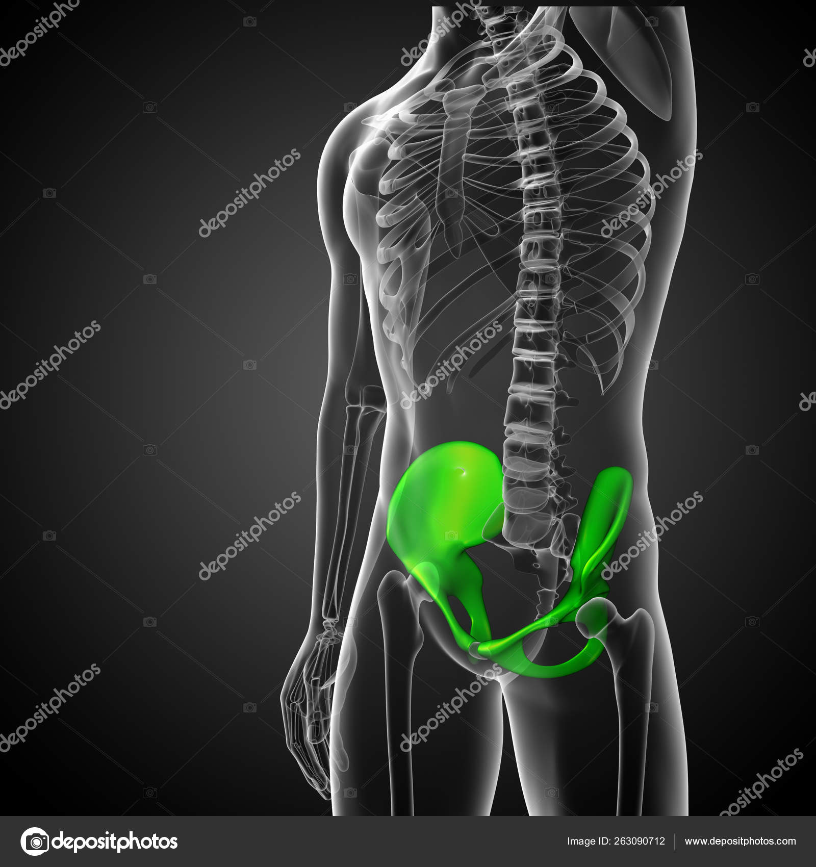 Render Medical Illustration Pelvis Bone Side View — Stock Photo ...
