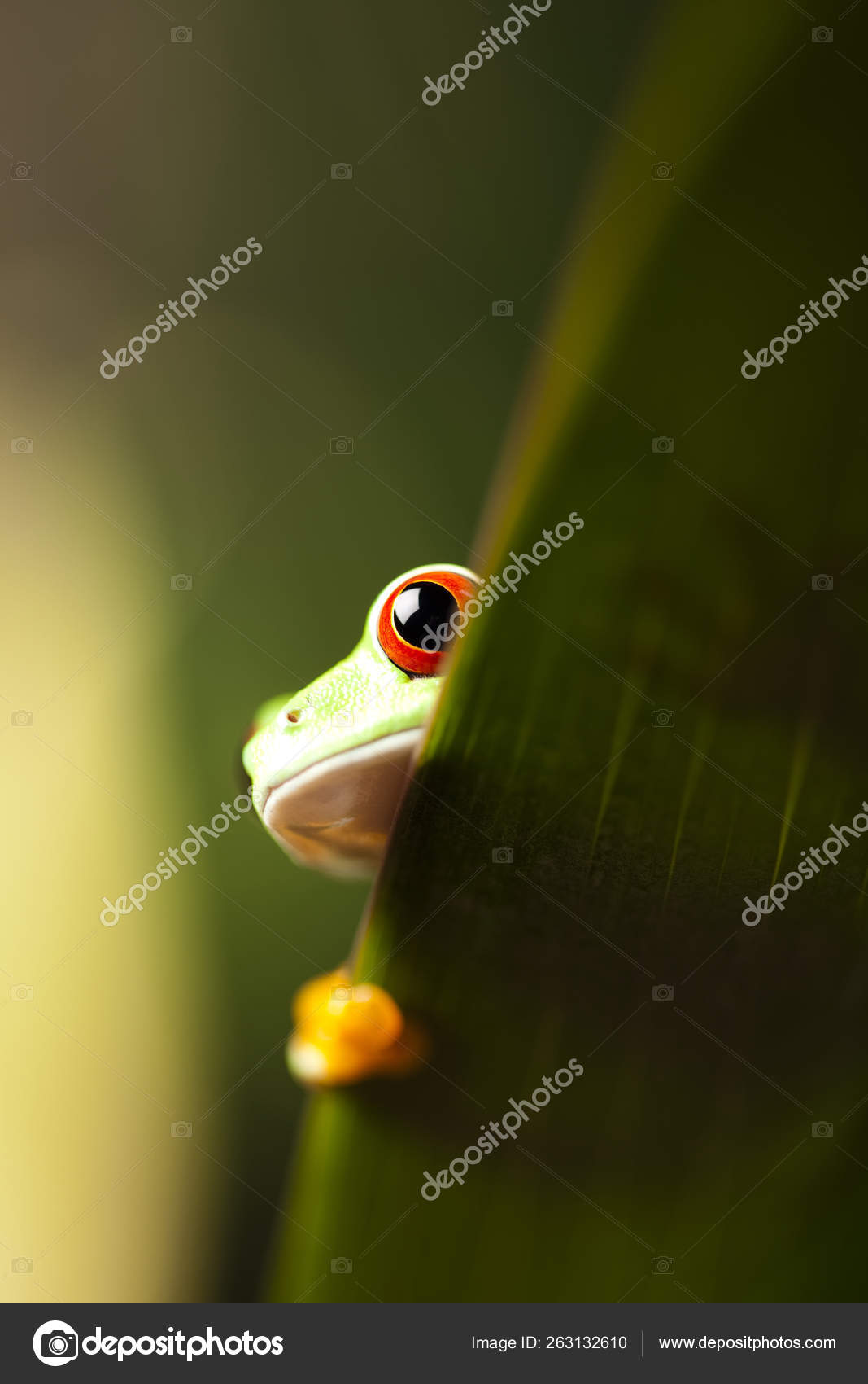 Frog Jungle Colorful Background Stock Photo by ©YAYImages 263132610