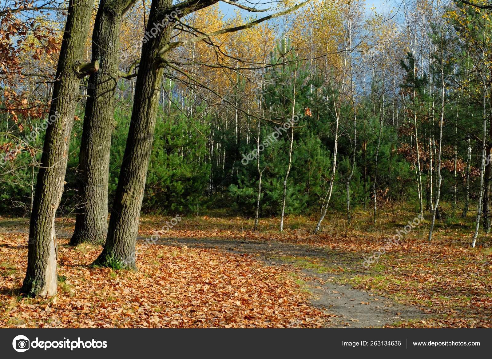 Scenic View Empty Wild Forest Stock Photo by ©YAYImages 263134636