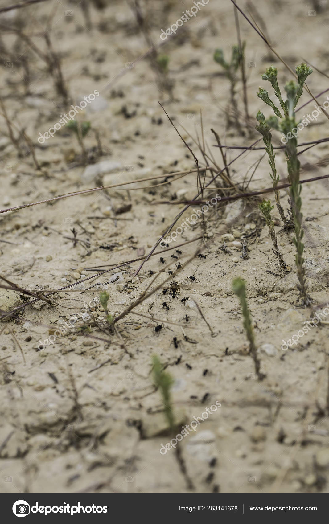 Ants Working Sand — Stock Photo © YAYImages #263141678