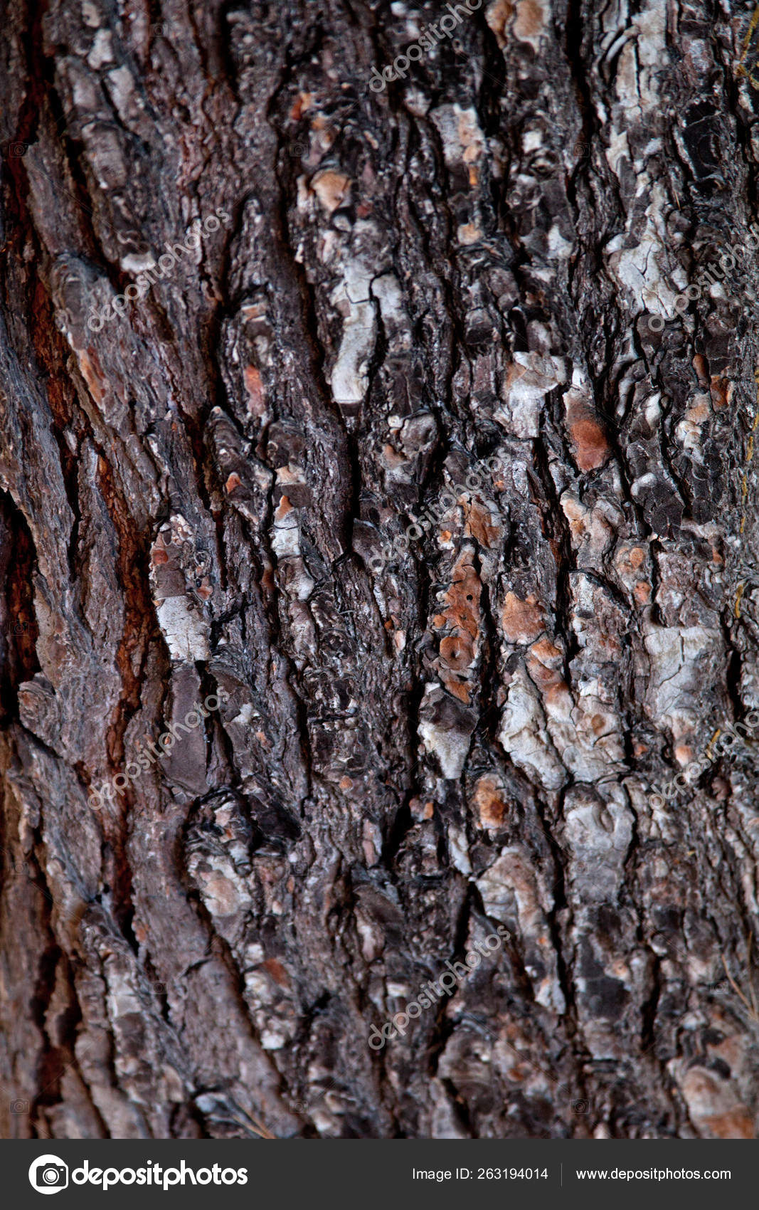 Old Tree Texture Background Pattern — Stock Photo © YAYImages #263194014