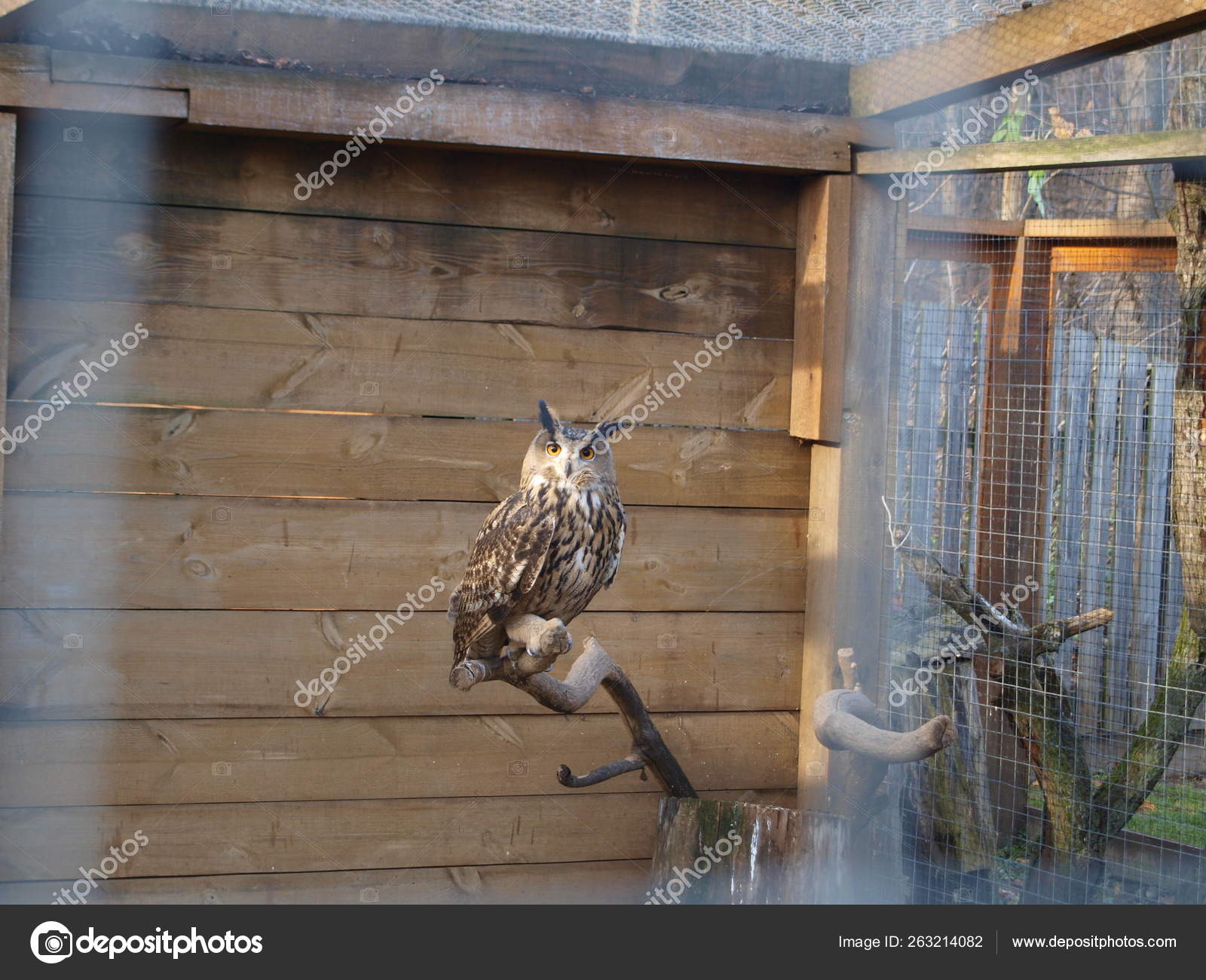 Birds Various Poses Nature Stock Photo by ©YAYImages 263214082