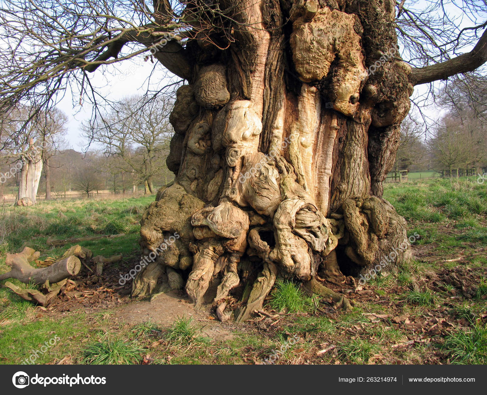 Strange Shapes Formed Tree Bark Stock Photo by ©YAYImages 263214974