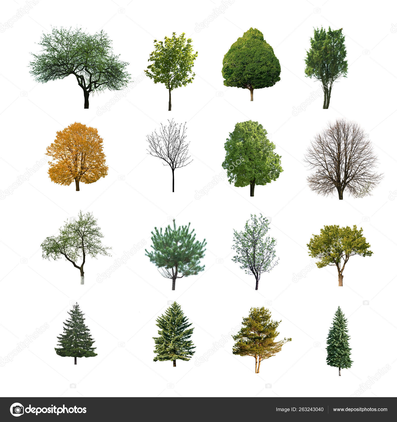 Photo Showing Group Trees Stock Photo by ©YAYImages 263243040