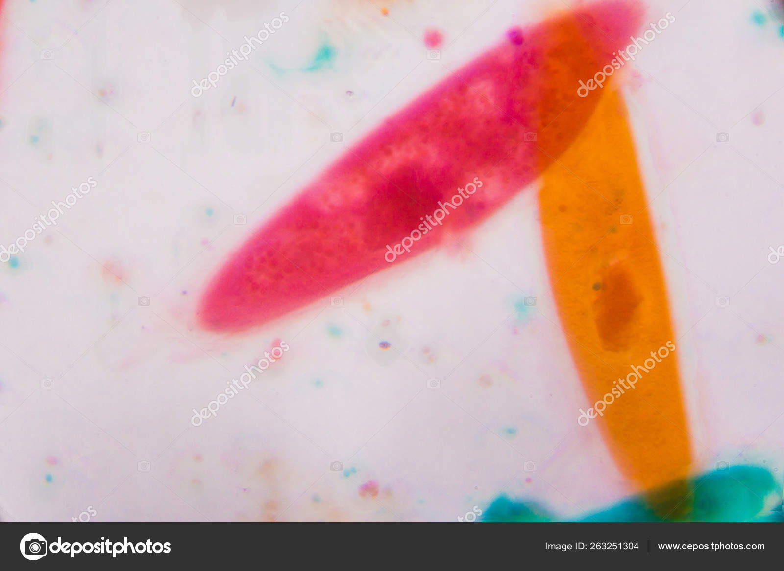 Paramecium Caudatum 400x Microscope Image From