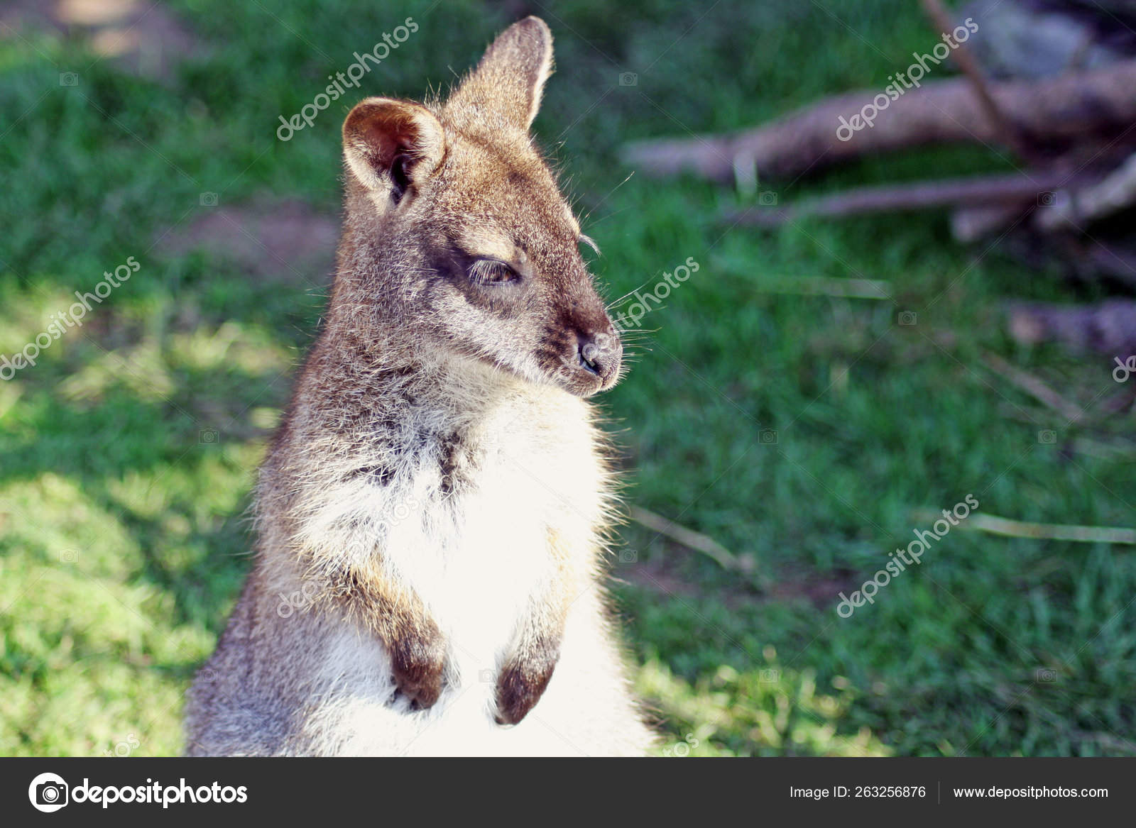 Wild Wallaby Zoo Closeup Stock Photo by ©YAYImages 263256876