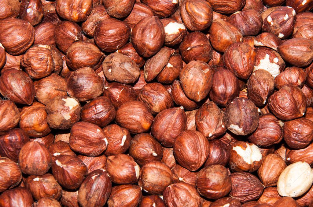 Avellana o Corylus maxima especies de árboles de hoja caduca o arbustos ...