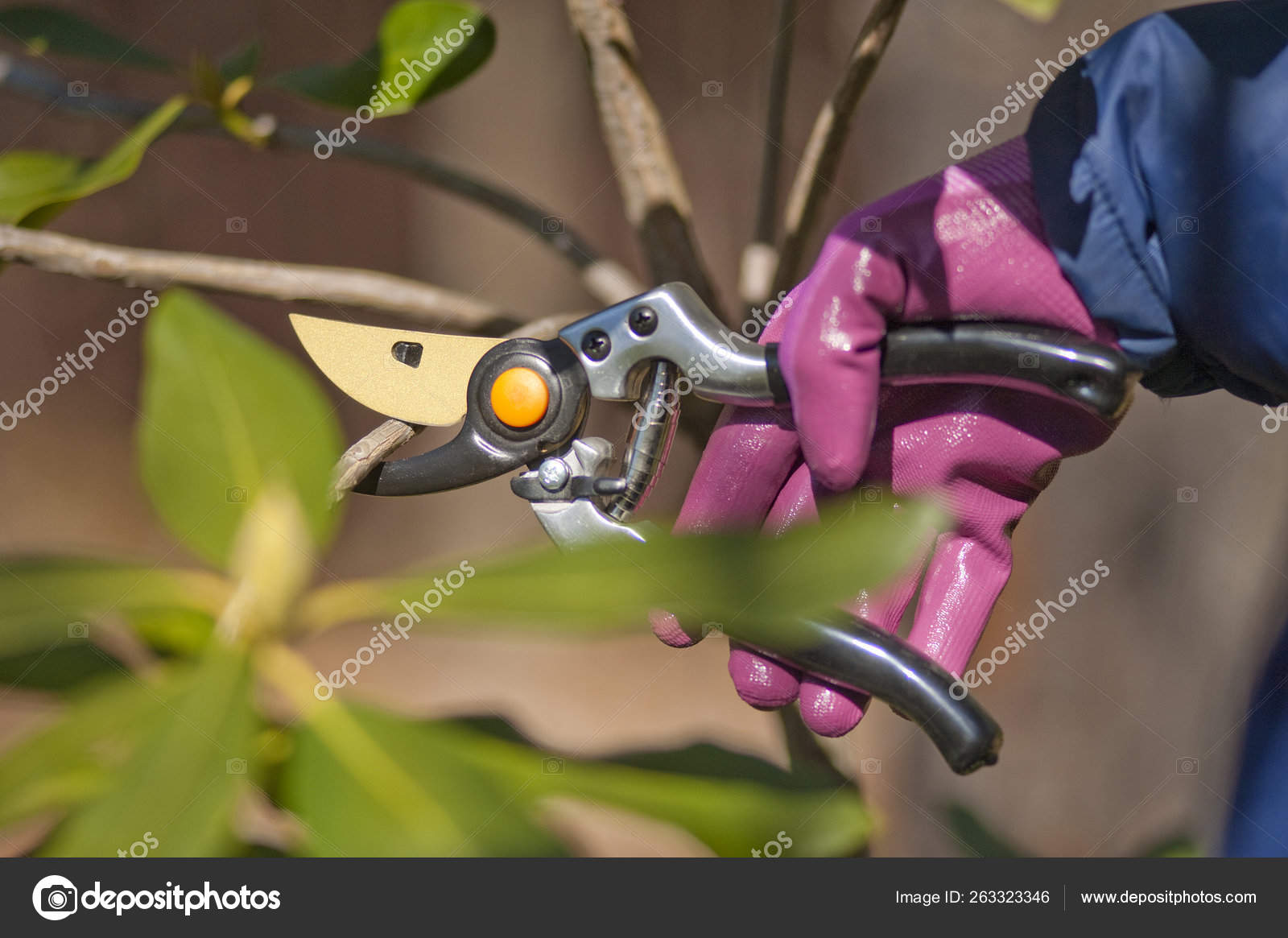 Pruning Shrubs Sharp Pruners Stock Photo by ©YAYImages 263323346