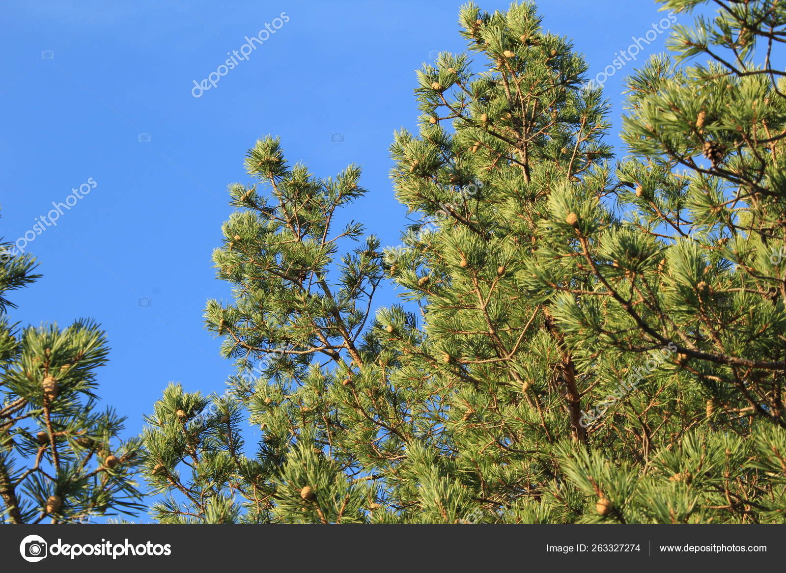 Close Green Trees — Stock Photo © YAYImages #263327274