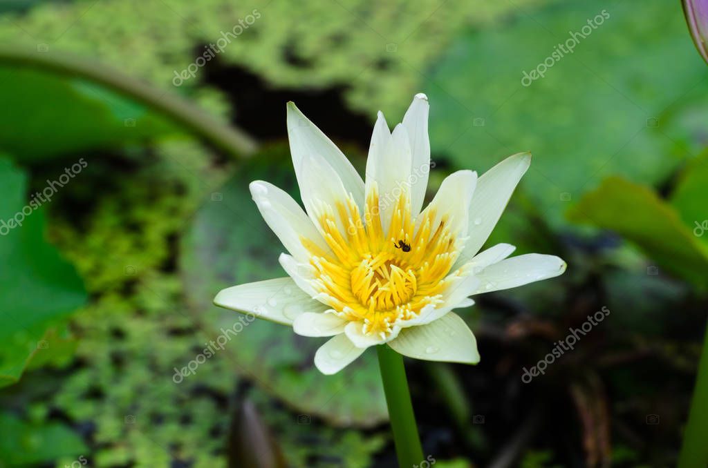 El acercamiento - hasta la flor de Loto. raíces y tallos se utilizan en ...