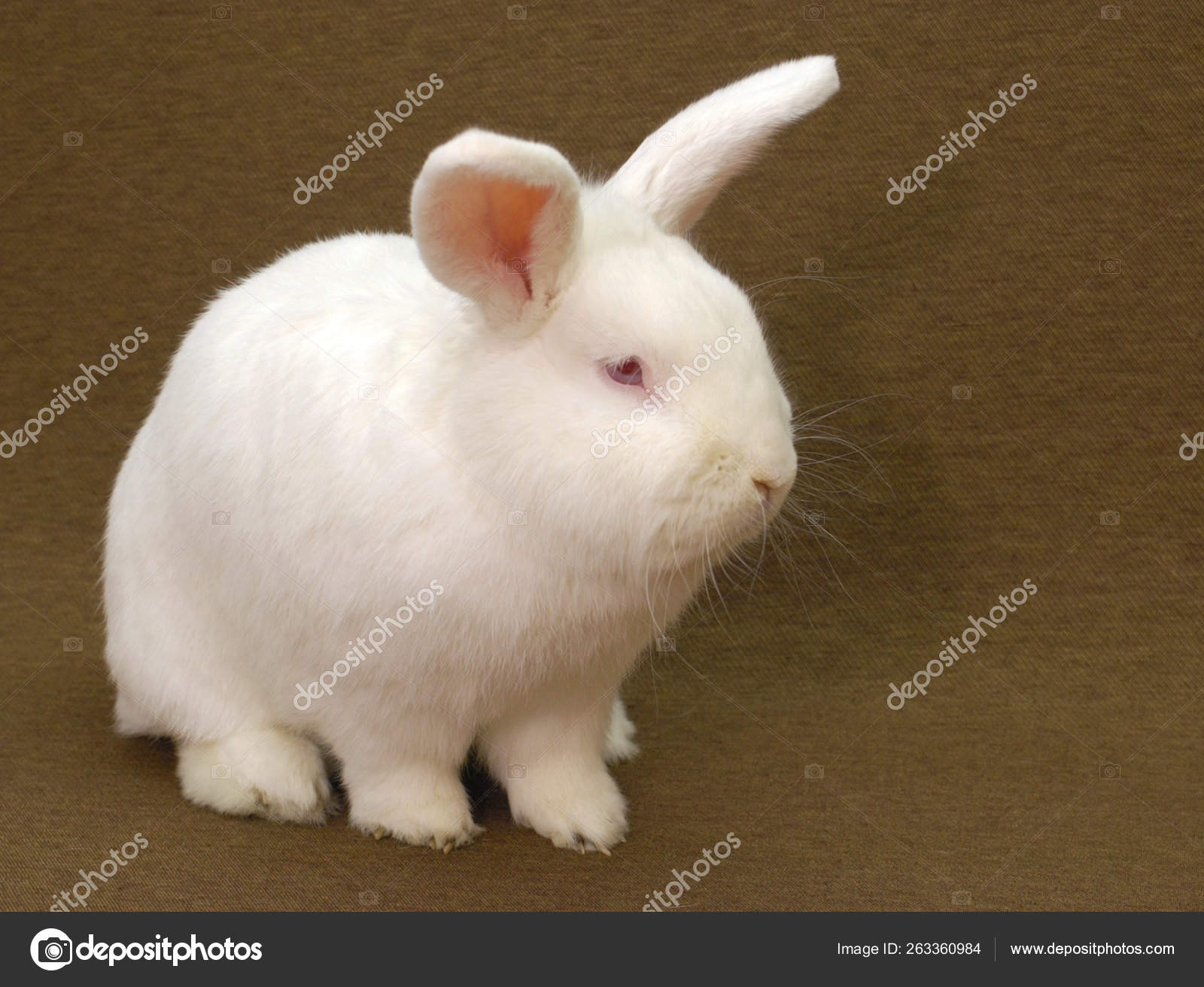 Large New Zealand White Rabbit Albinoa Plain Brown Background Stock ...