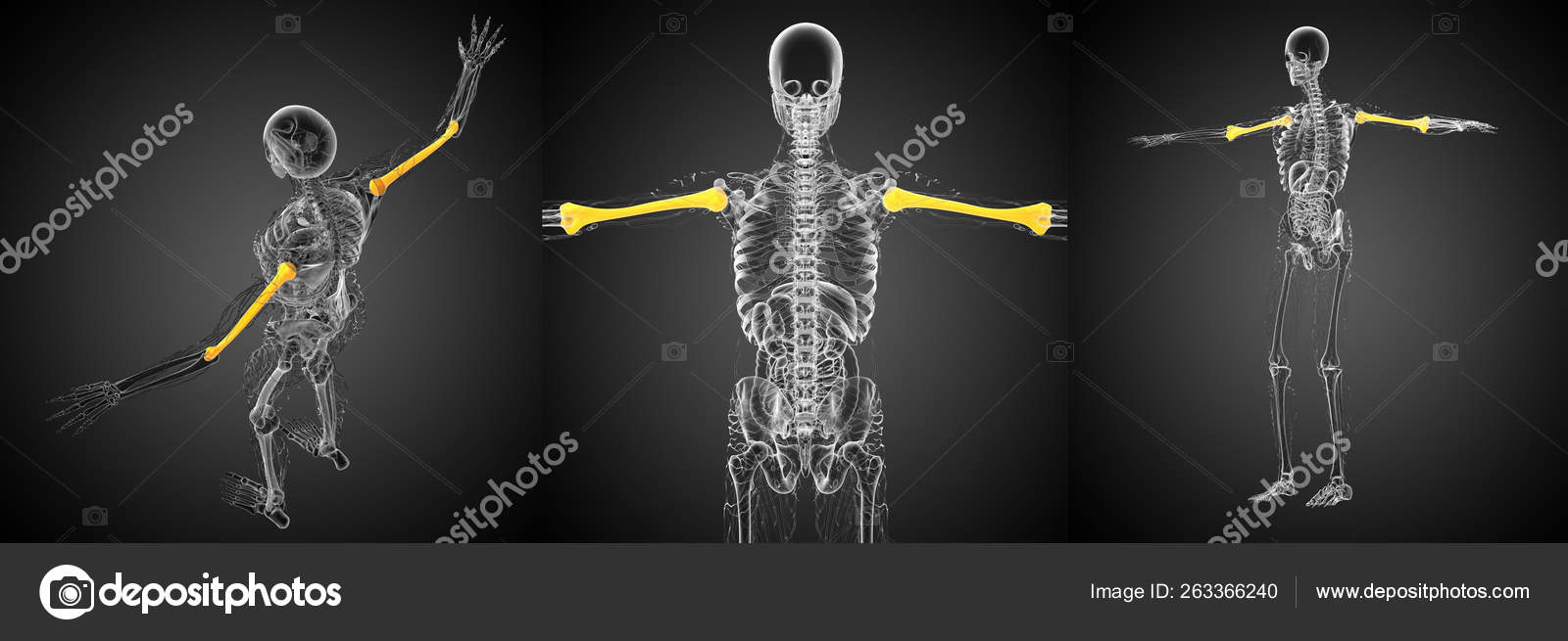 Rendering Medical Illustration Humerus Bone Stock Photo by ©YAYImages ...