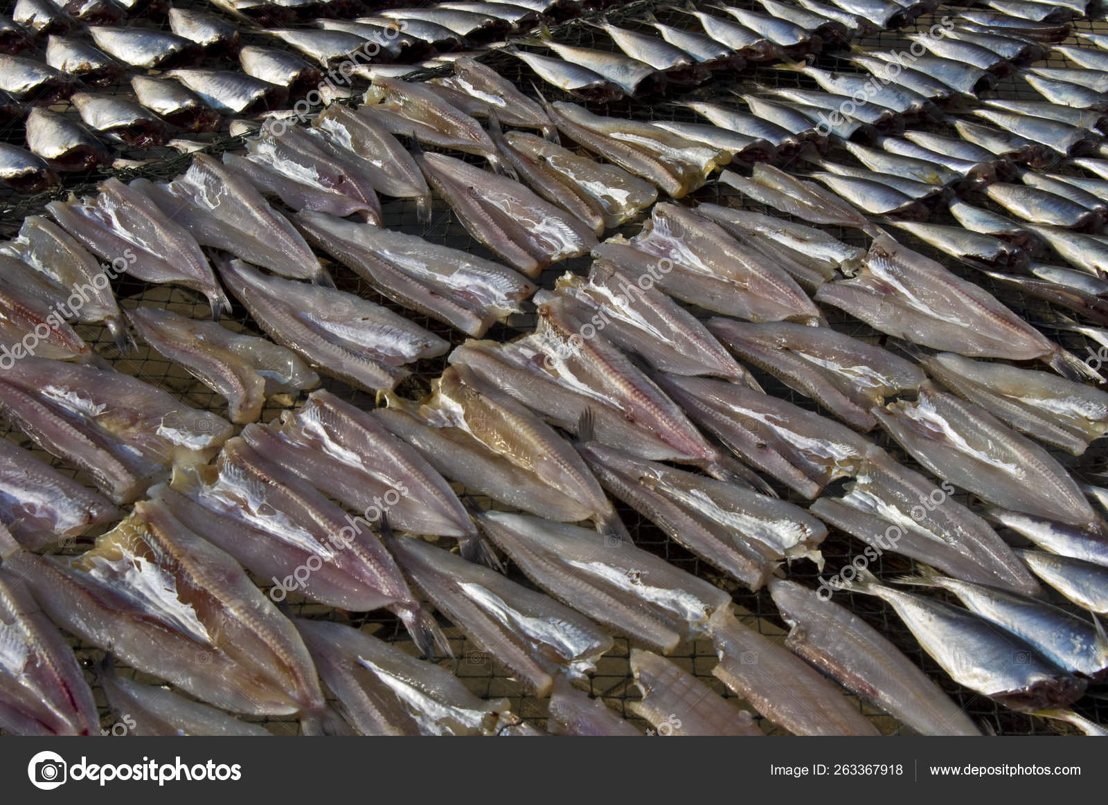 Fresh Fish Drying Thai Morning Sun — Stock Photo © YAYImages #263367918