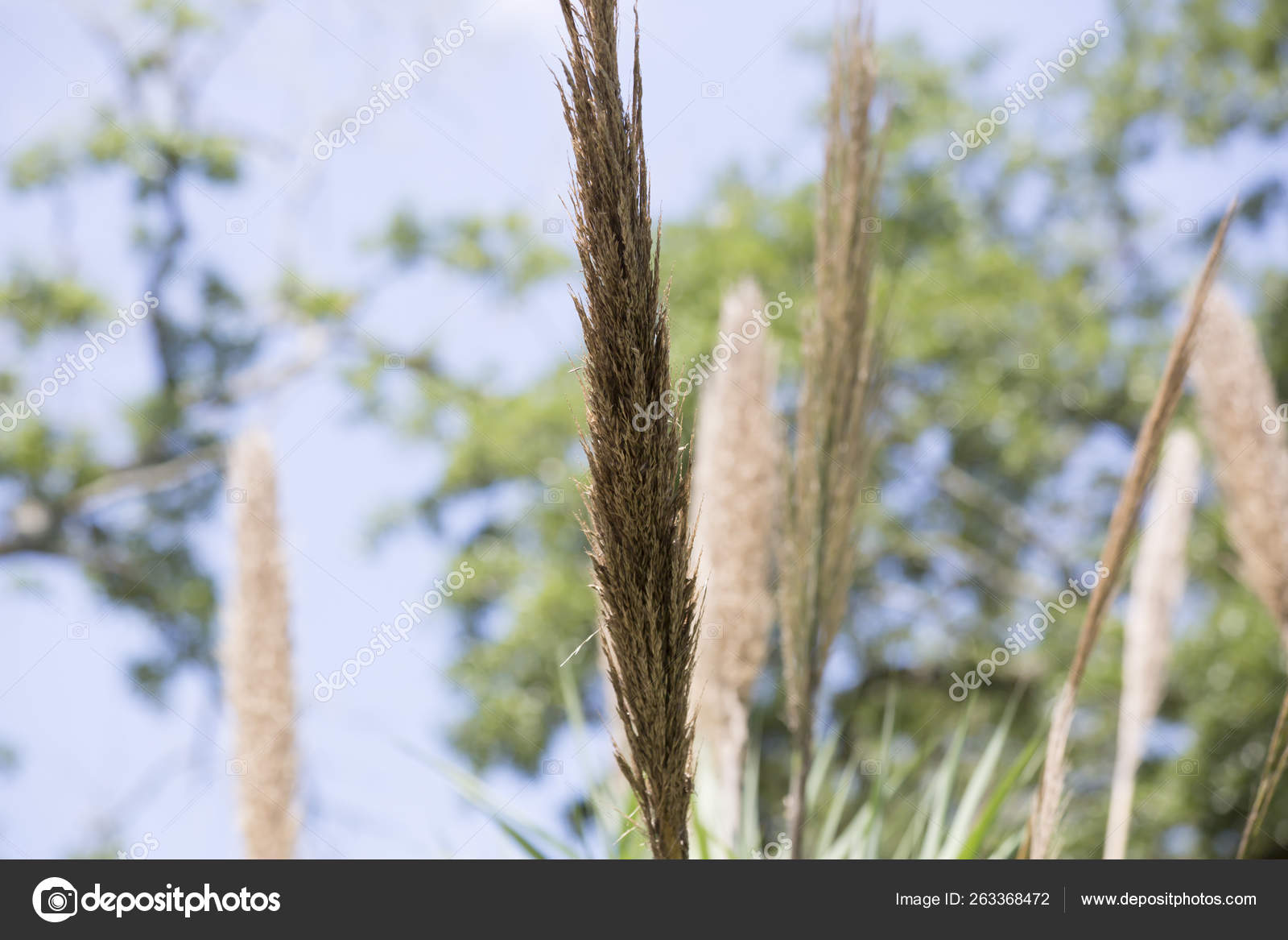 Close Tall Patch Reed Grass — Stock Photo © YAYImages #263368472