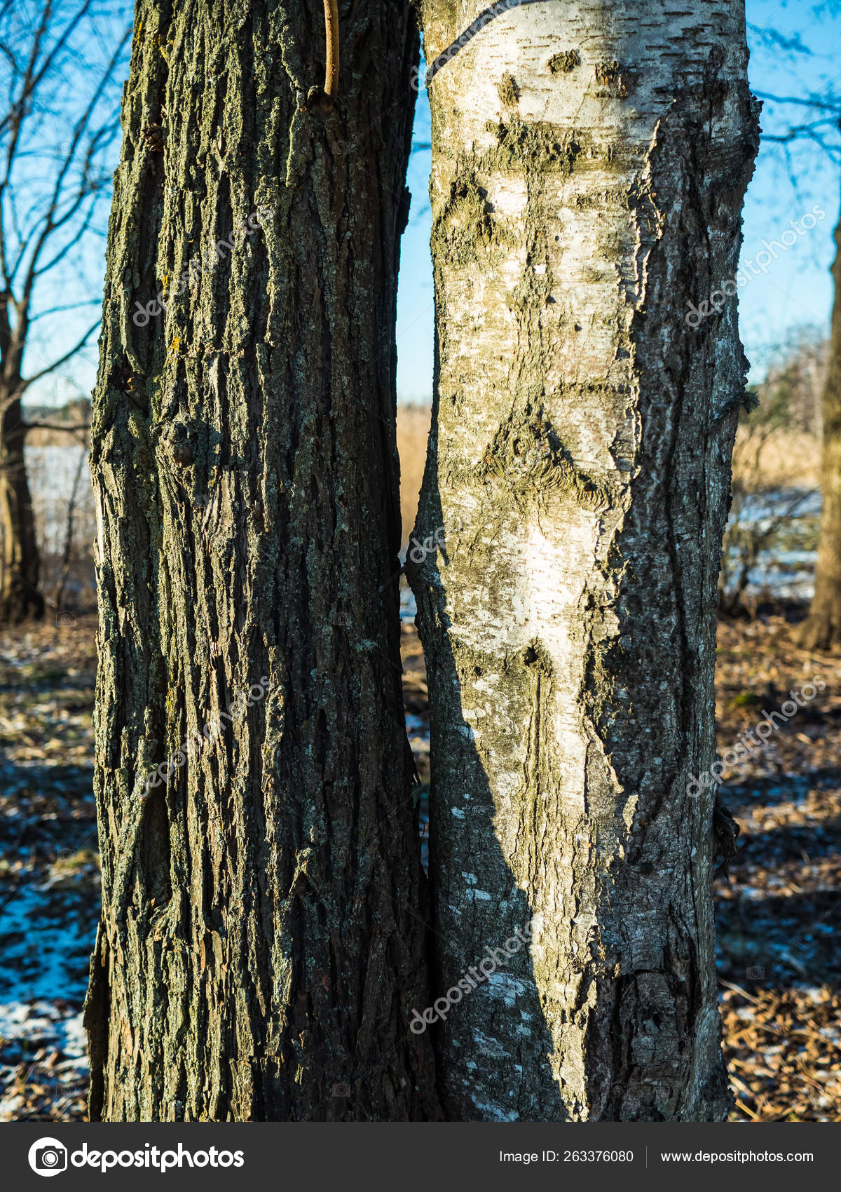 Two Different Trees Close Each Other Winter Stock Photo by ©YAYImages ...