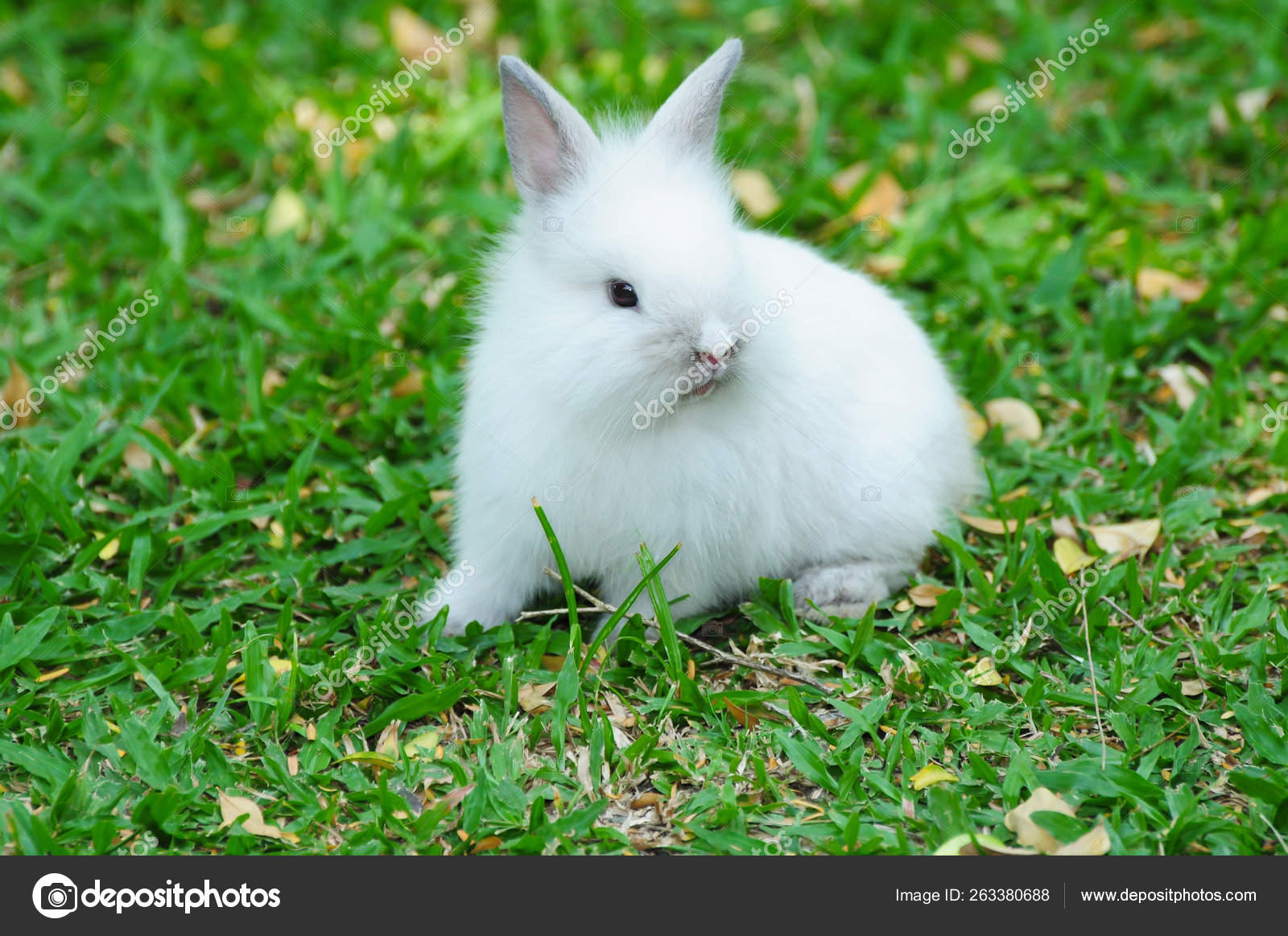 Little Rabbit Grass Used Background ⬇ Stock Photo, Image by © YAYImages ...