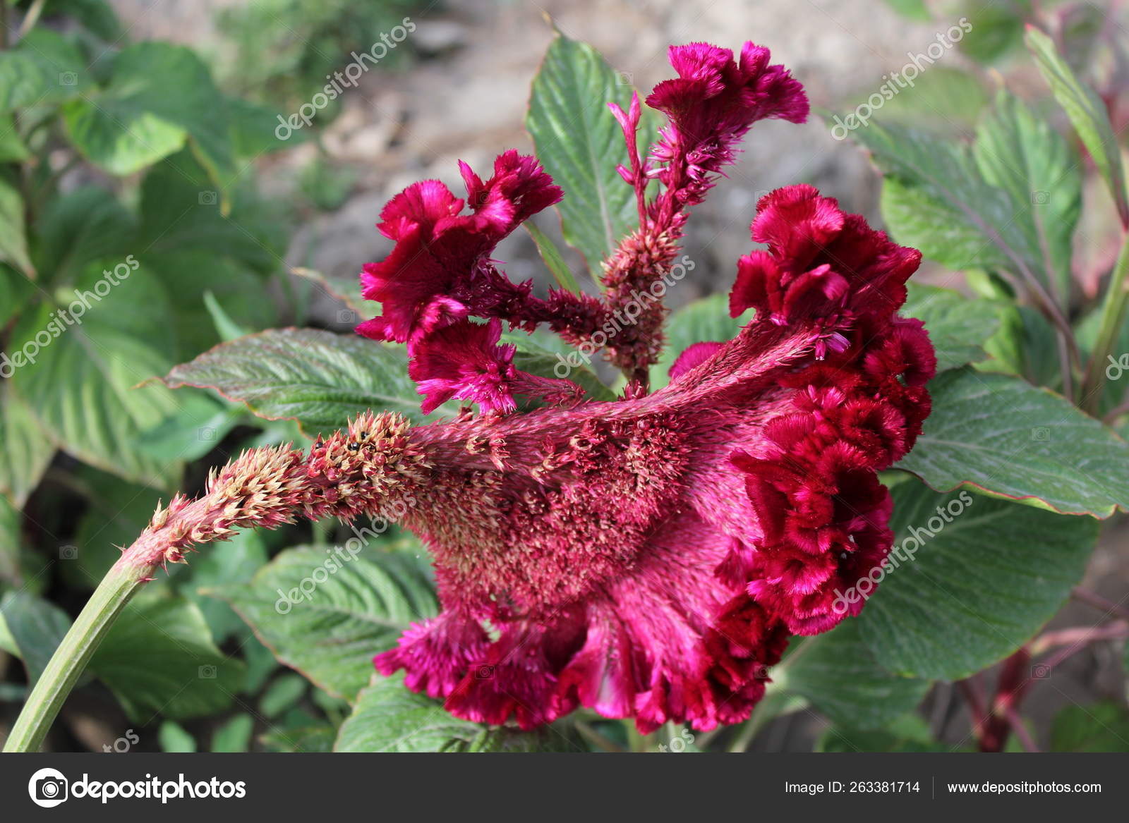 Red Cockscomb Celosia Cristata Flower Stock Photo by ©YAYImages 263381714