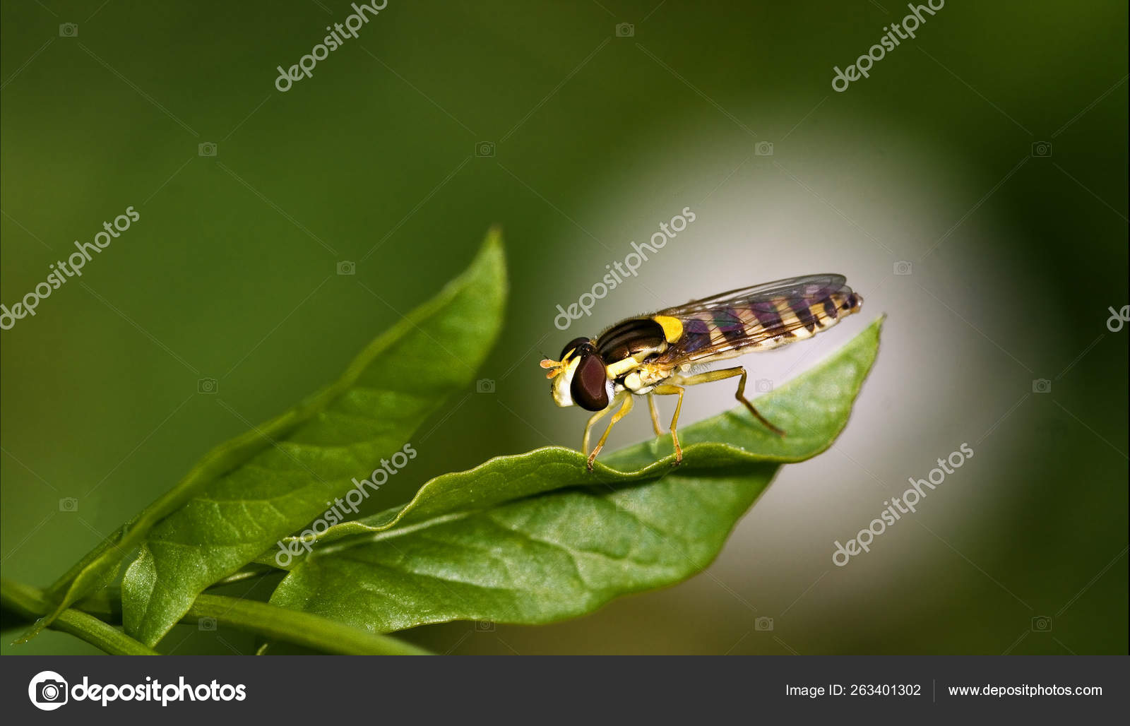 Diptera Wasp