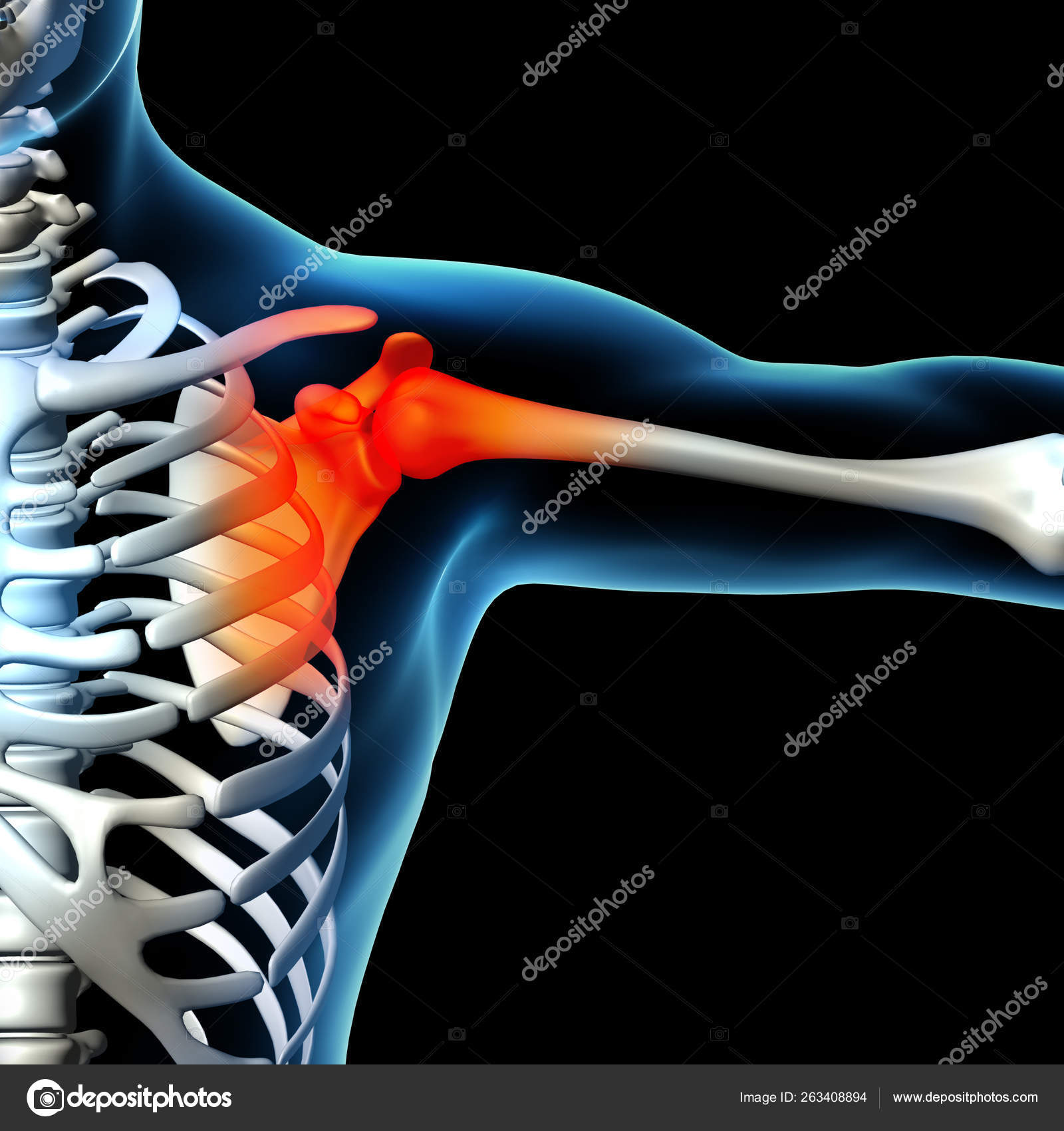Human Shoulder Pain Anatomy Skeleton Shoulder Stock Photo by ©YAYImages ...