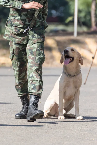 Soldado del Ejército con perro, Entrenamiento de perros de guerra 2023