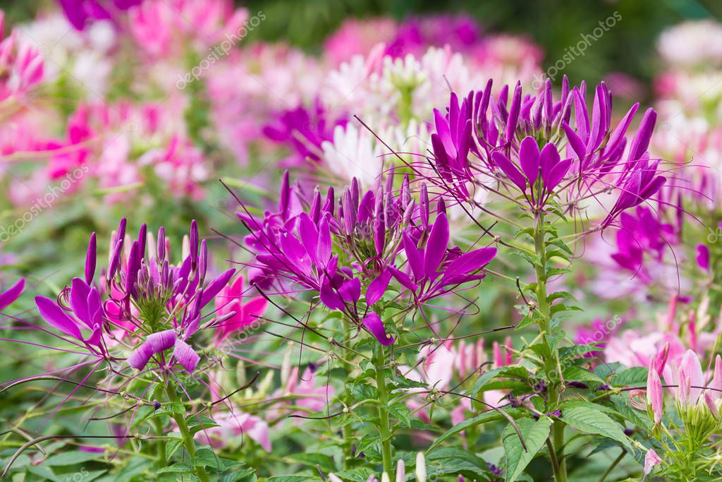 De cerca flor de araña púrpura (Cleome hassleriana) en el jardín 2022