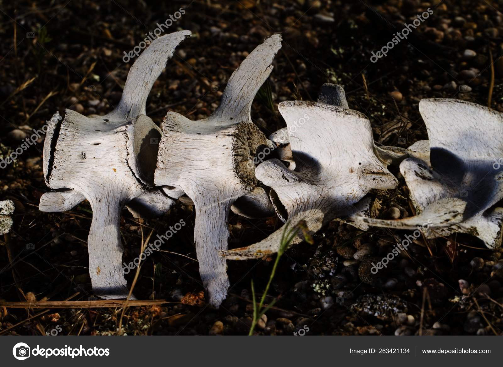 Close View Back Spine Sheep Bones Ground Stock Photo by ©YAYImages ...