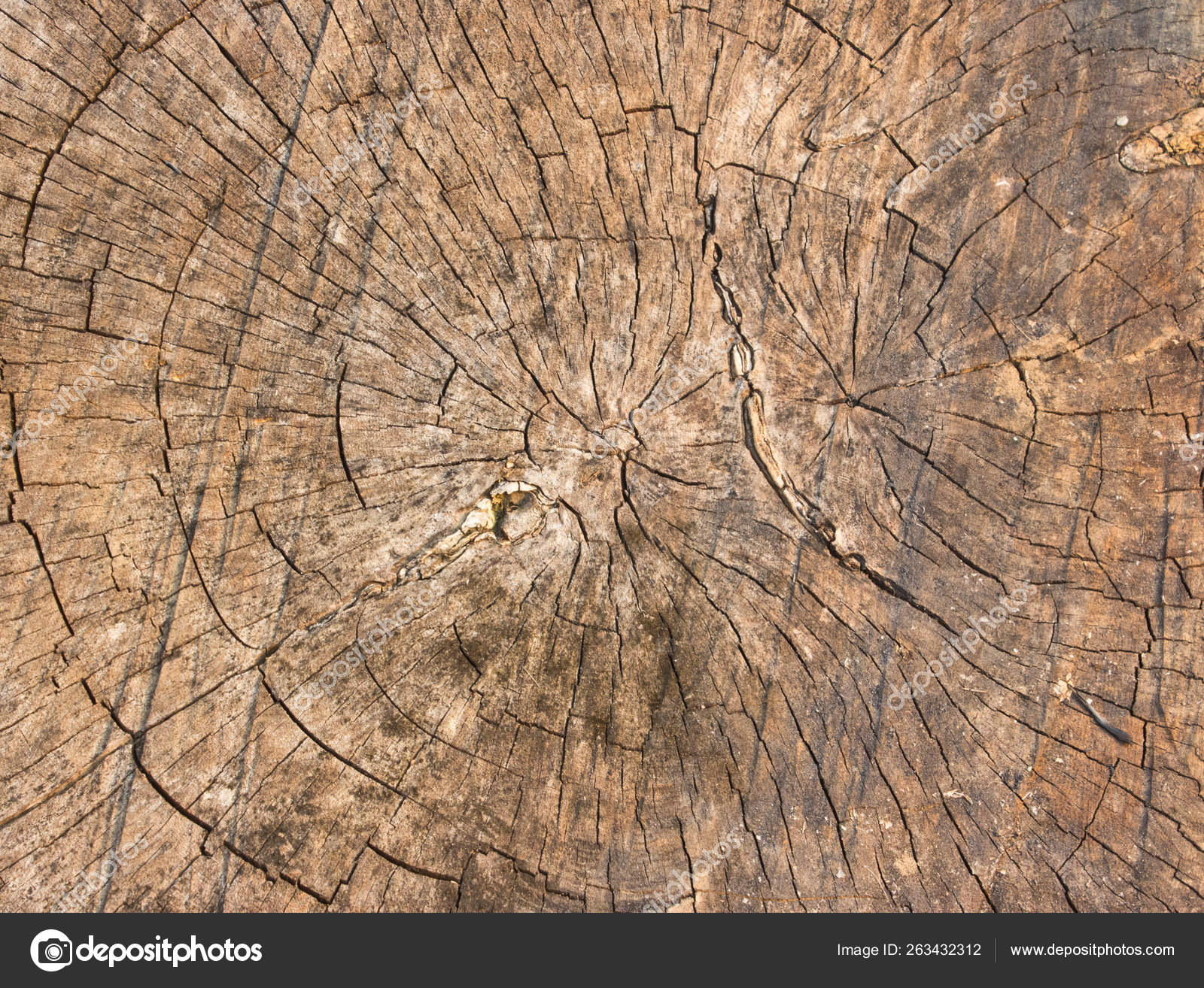 Texture Tree Stump Age Tree Stock Photo by ©YAYImages 263432312