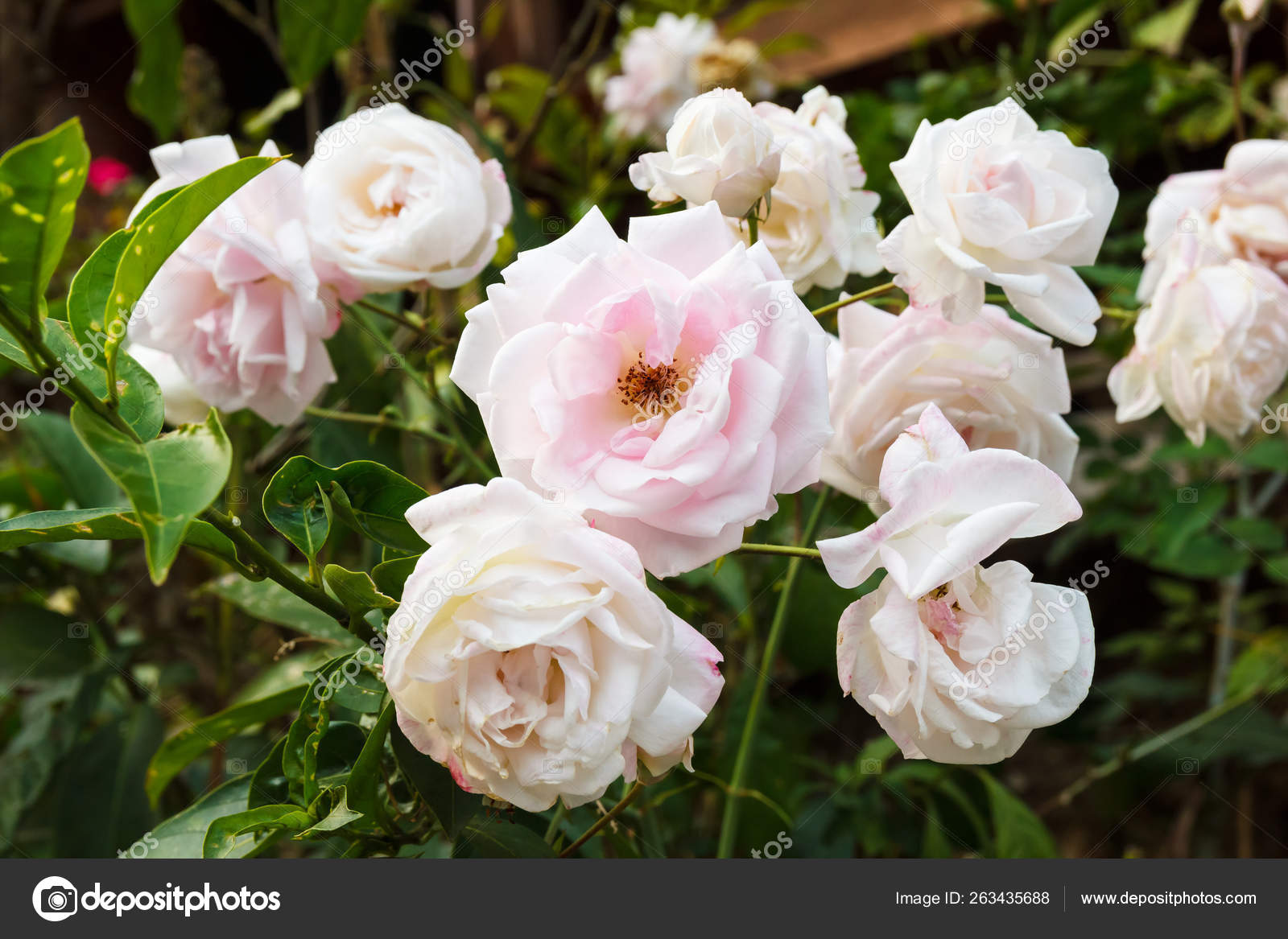 White Rose Tree Leaves Stock Photo by ©YAYImages 263435688