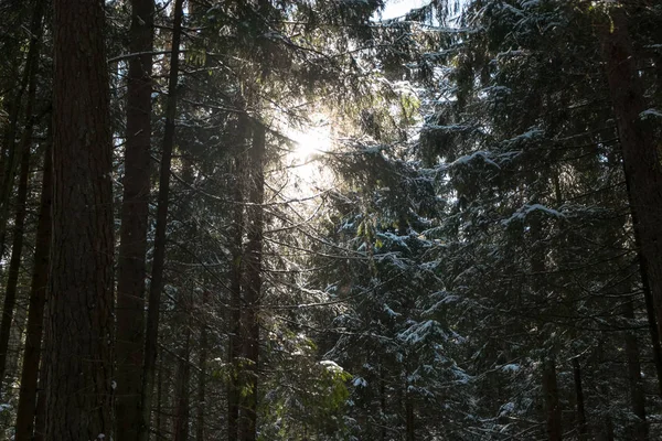 Winter snowy sunny forest in March - Stock Image - Everypixel