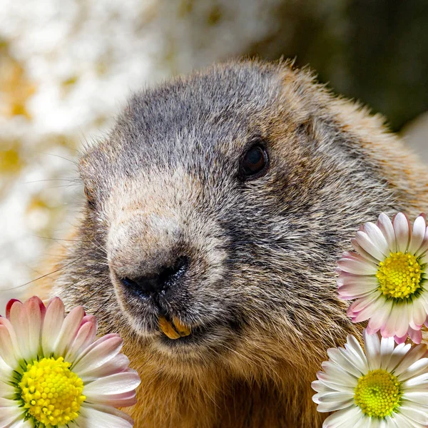 Happy marmot day Stock Photos, Royalty Free Happy marmot day Images ...