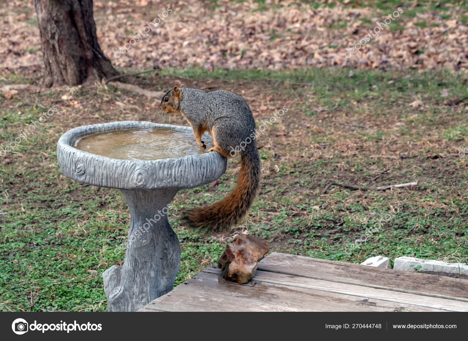 Squirrel Bird Bath