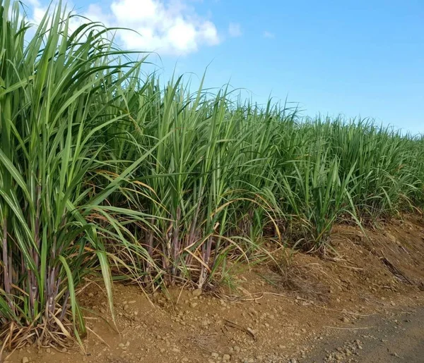 Cane field Images - Search Images on Everypixel