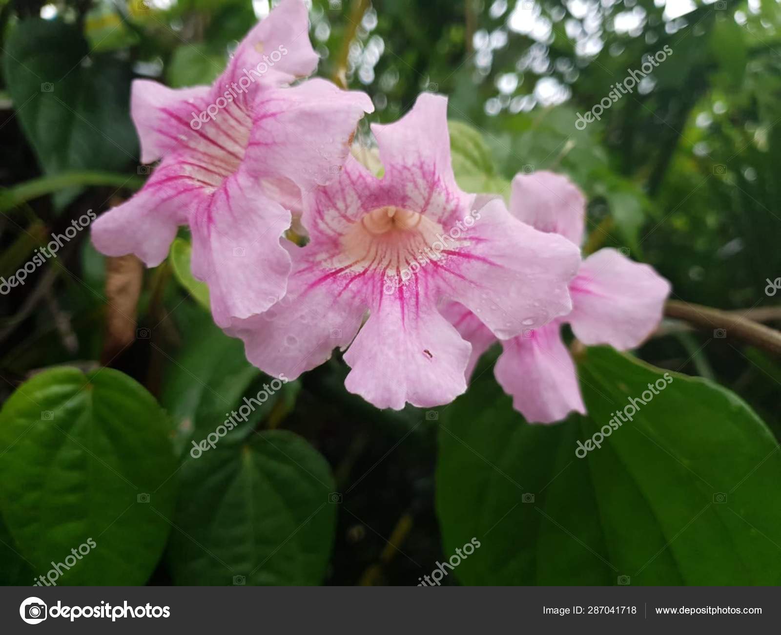 Set Flowers Island Reunion — Stock Photo © Fabrice.varin #287041718