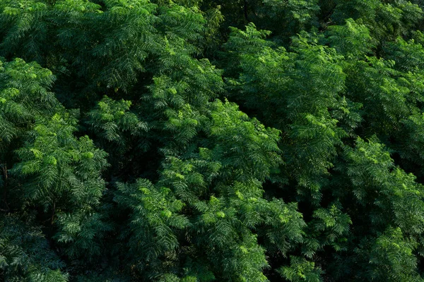 Green colored background with tree leaves in Turkey - Stock Image ...