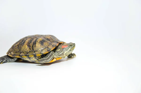 Tortoiseshells Stock Photos, Royalty Free Tortoiseshells Images ...