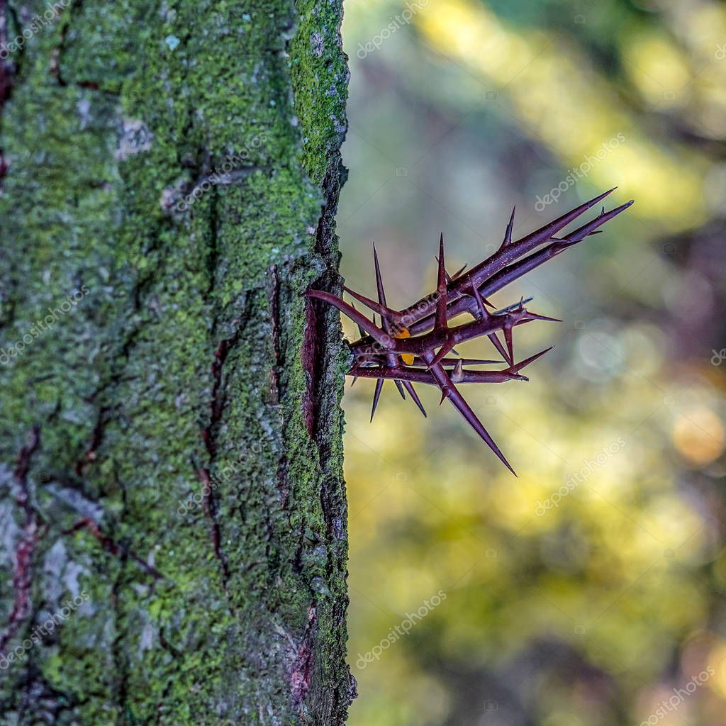 Espinas puntiagudas en un tronco de acacia 2022